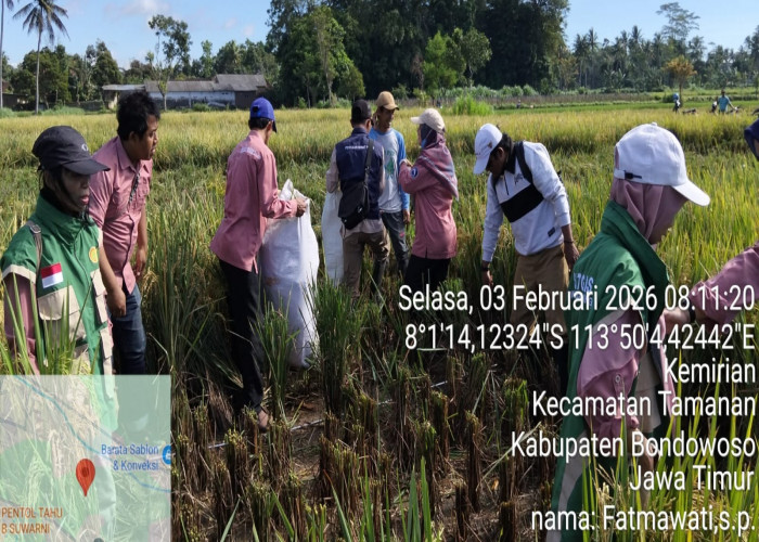 Dinas Pertanian dan Ketahanan Pangan - Panen dan Ubinan Padi Varietas ...